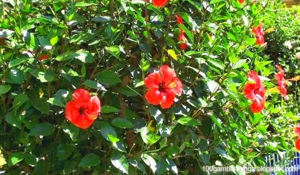 Penamaan Bunga Sepatu, Asal-usul, Klasifikasi, dan Morfologi | Gambar Bunga